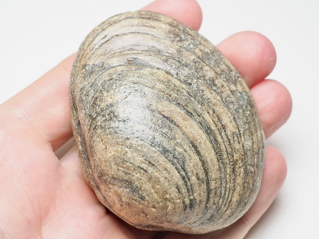 Jurassic Bivalve Fossils – Whitby Yorkshire Coast Fossil Shells ...