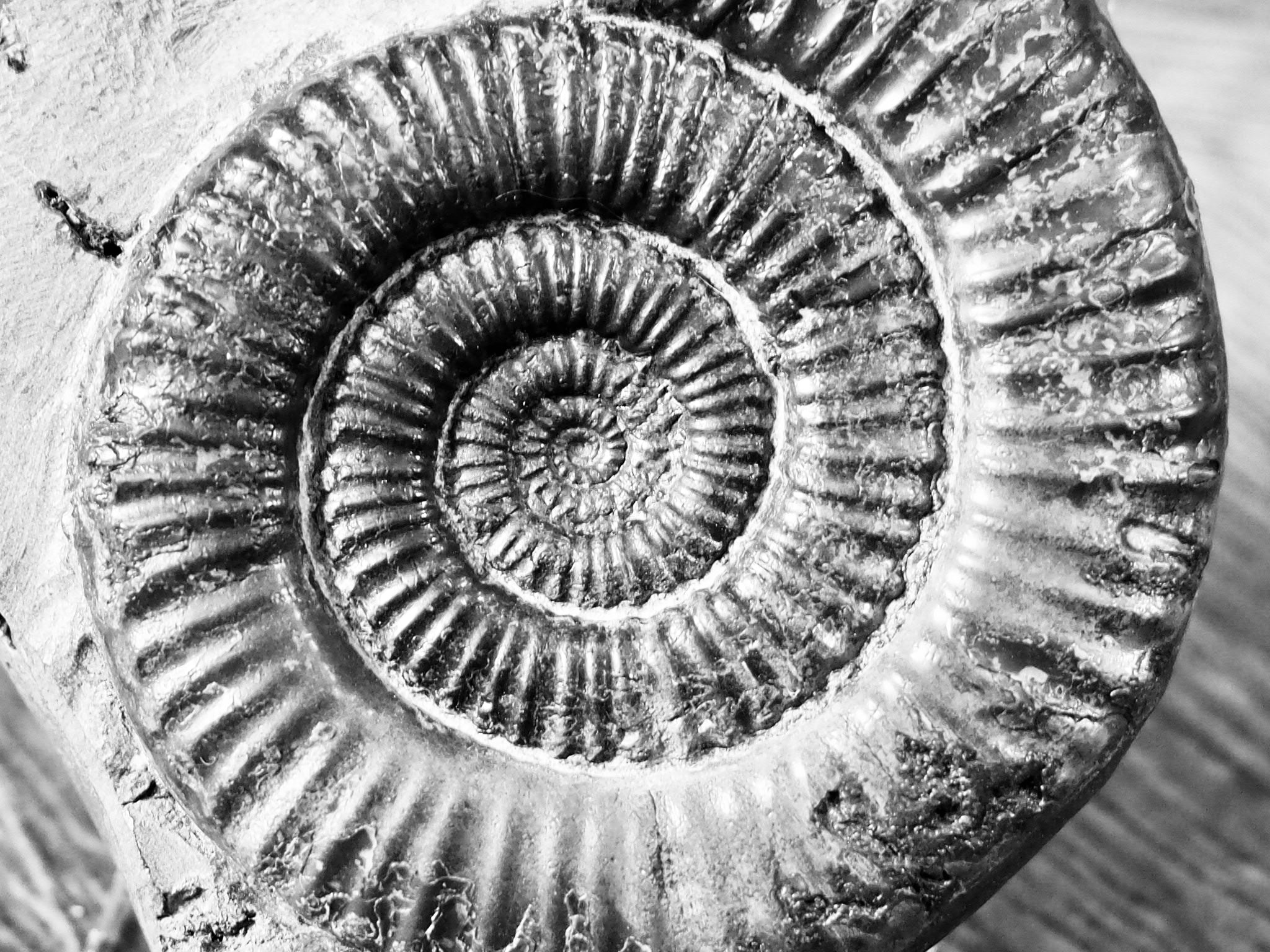 Zugodactylites Ammonite Fossils – Whitby Yorkshire Coast Jurassic Ammo ...