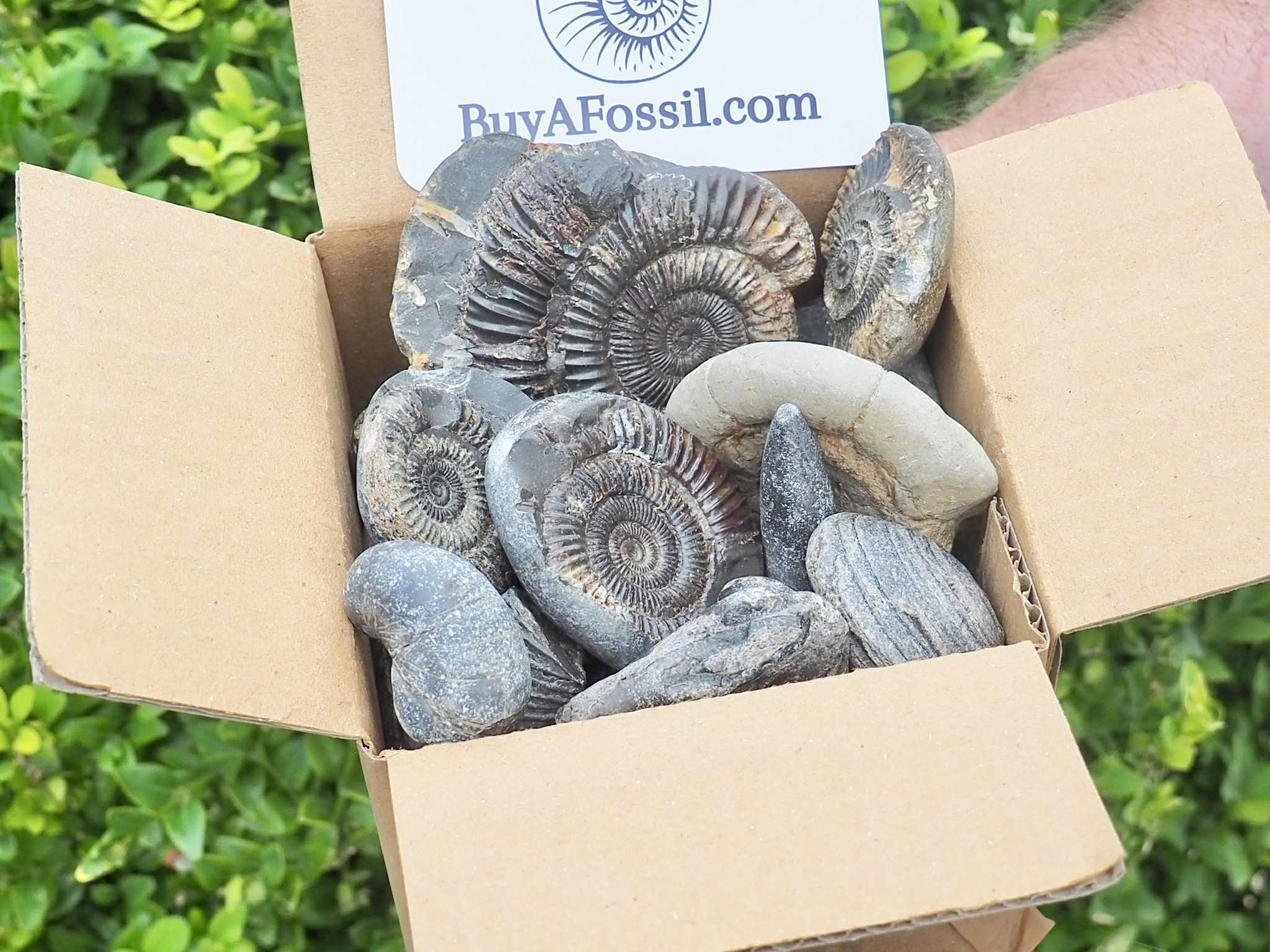 Children's Fossil Box – BuyAFossil