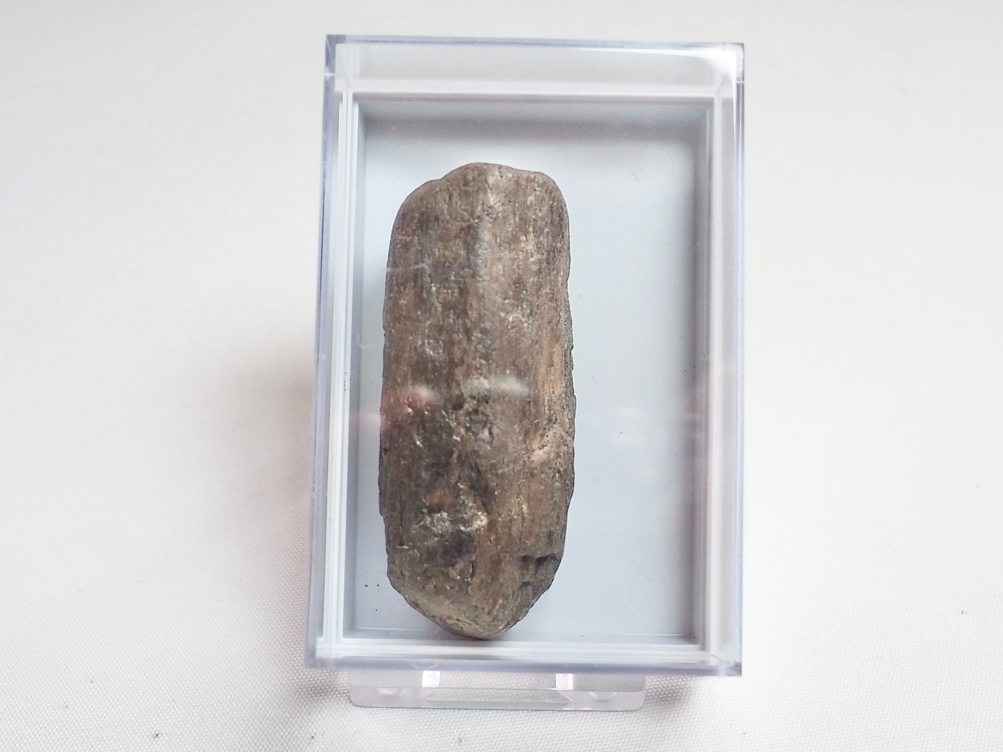 Fossil Wood - Boxed Specimen - Pick N Mix – BuyAFossil