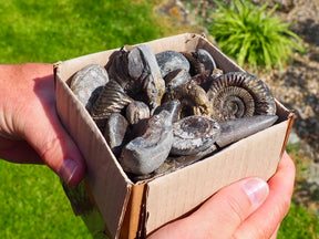 Children's Fossil Box – BuyAFossil