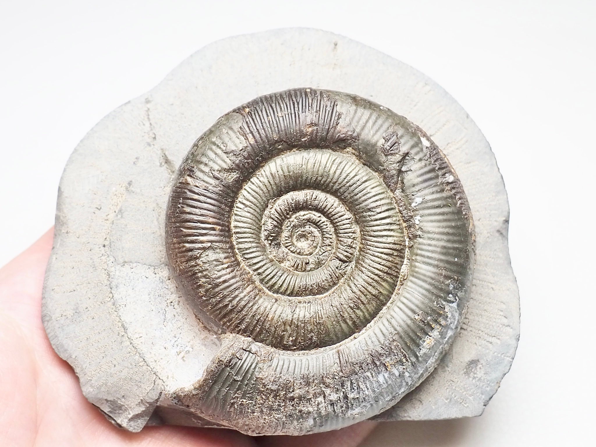 Quality Dactylioceras Tenuicostatum – BuyAFossil