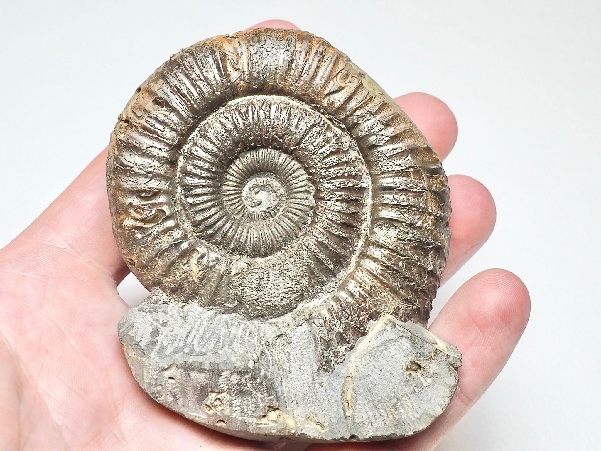 Peronoceras From Whitby – BuyAFossil