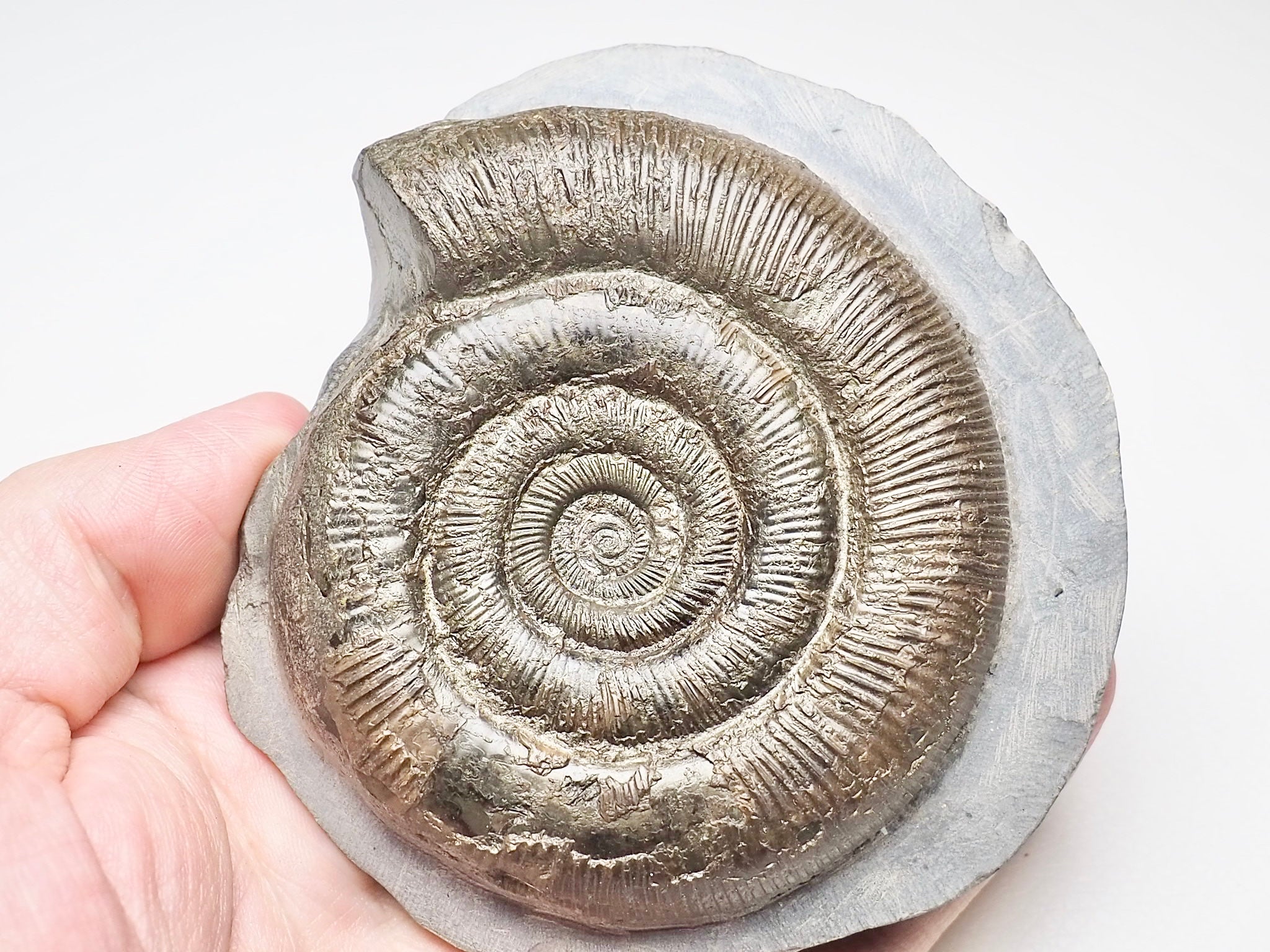 Quality Dactylioceras Tenuicostatum – BuyAFossil