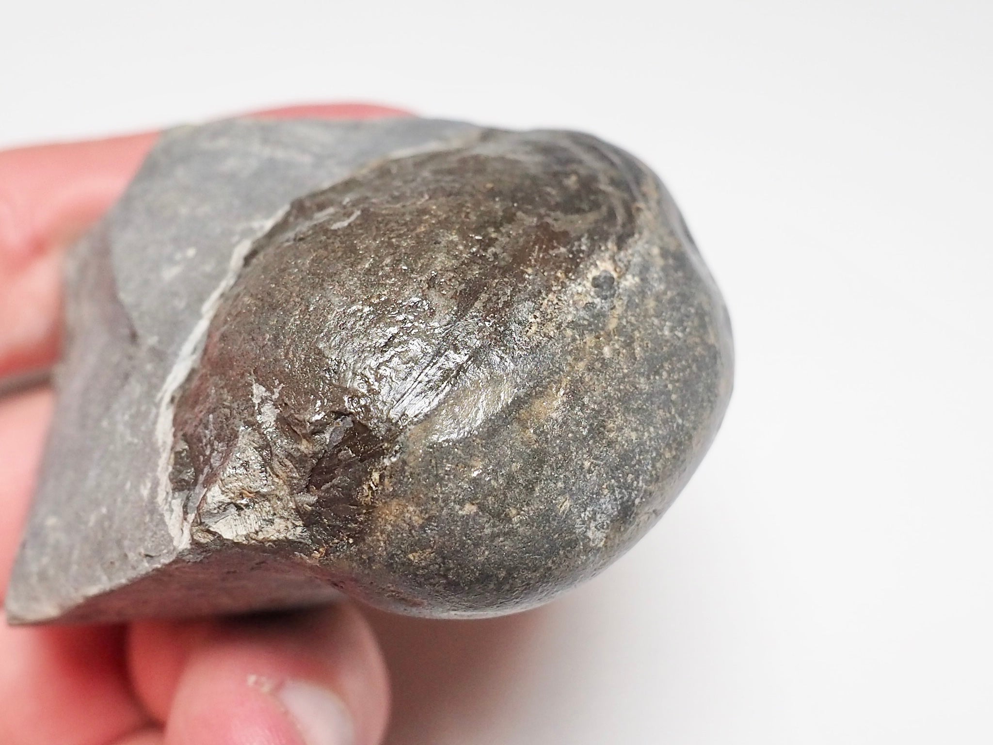 Bivalve Shell On Matrix - Pick N Mix – BuyAFossil