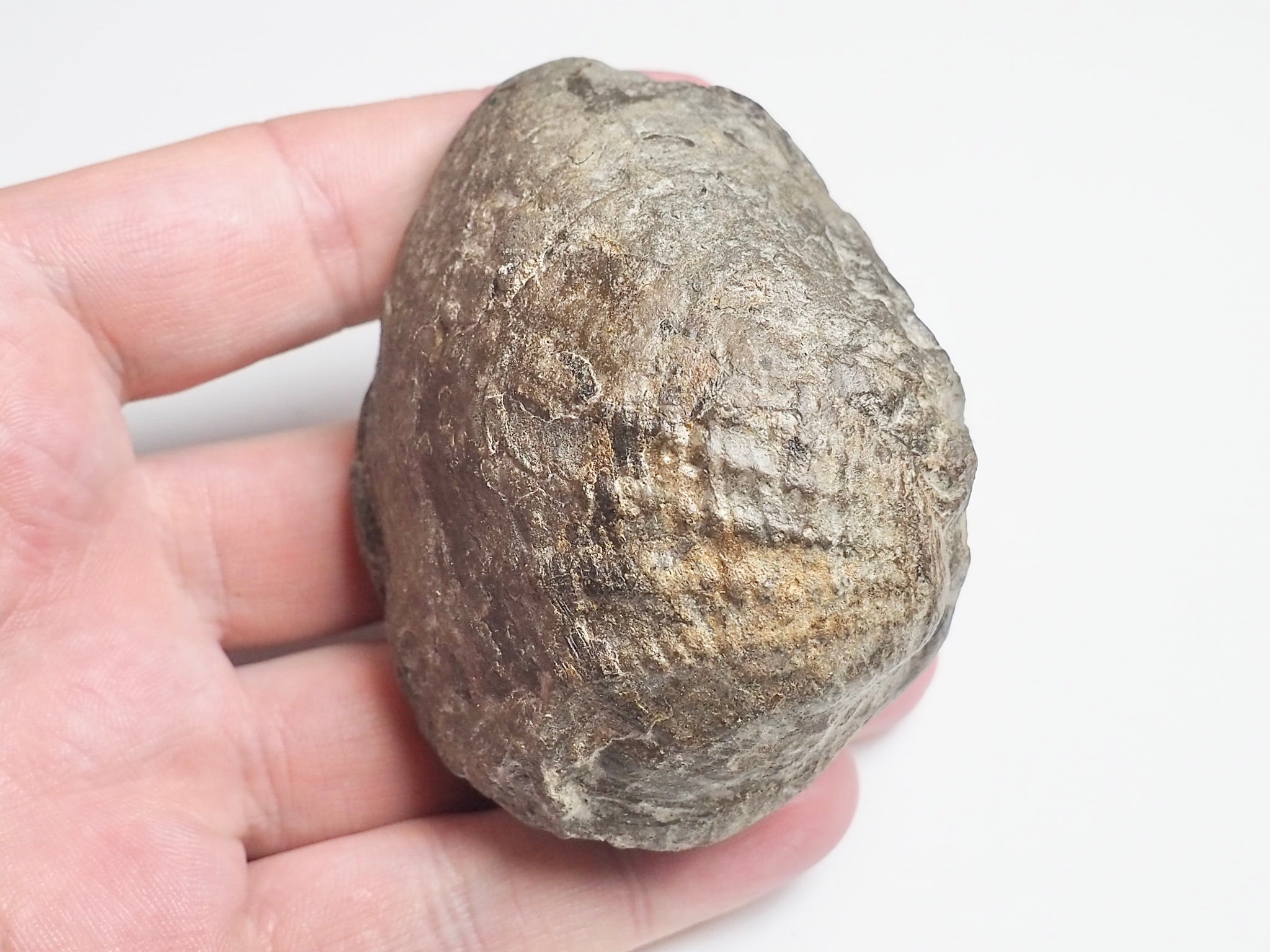 Bivalve Shell - Pick N Mix – BuyAFossil