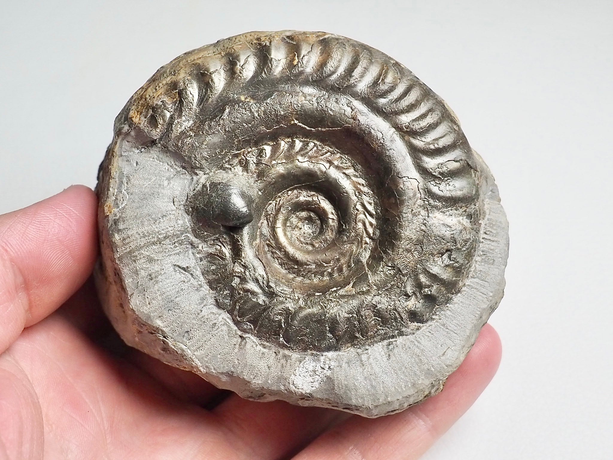 Rare double species ammonite - Hildoceras & Peronoceras – BuyAFossil