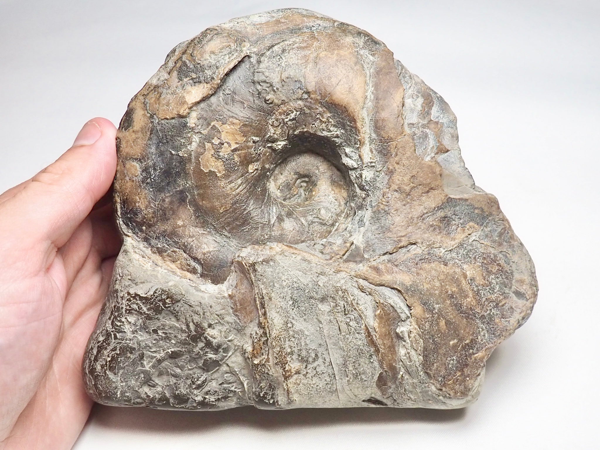Nautilus Fossil – BuyAFossil