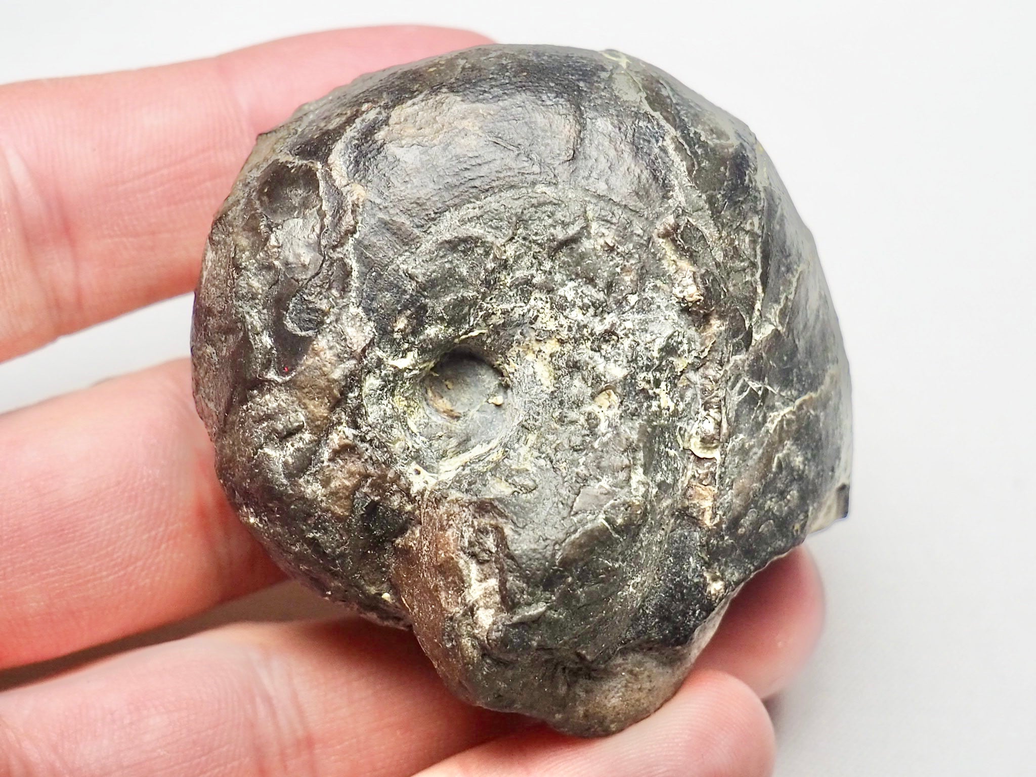 Nautilus Fossil – BuyAFossil