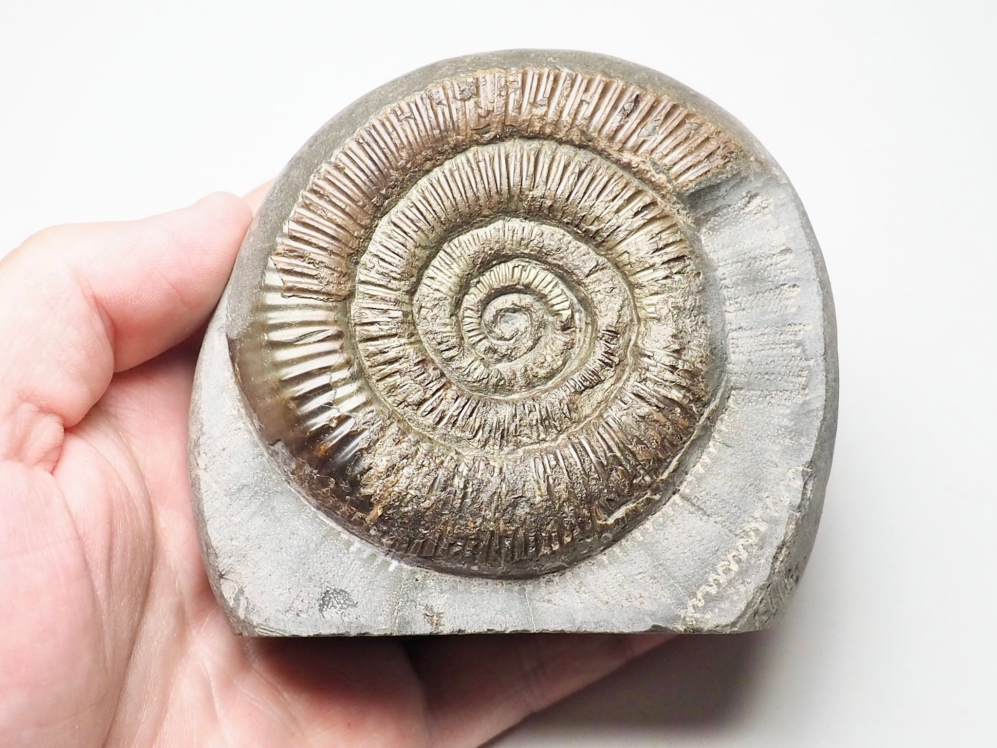 Dactylioceras Ammonite Fossil for Sale – Whitby Yorkshire Coast Jurass ...
