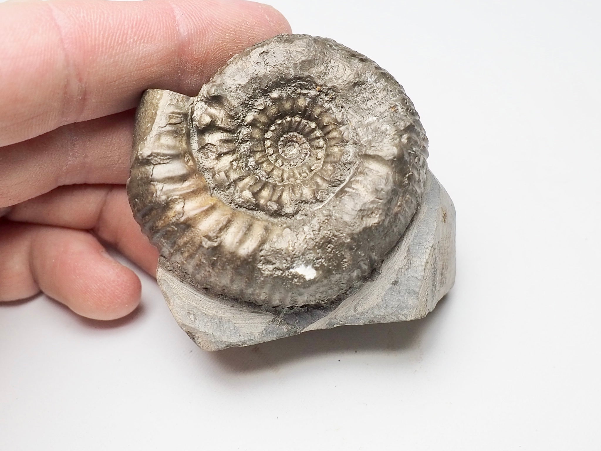 Peronoceras Ammonite Fossil Whitby – BuyAFossil