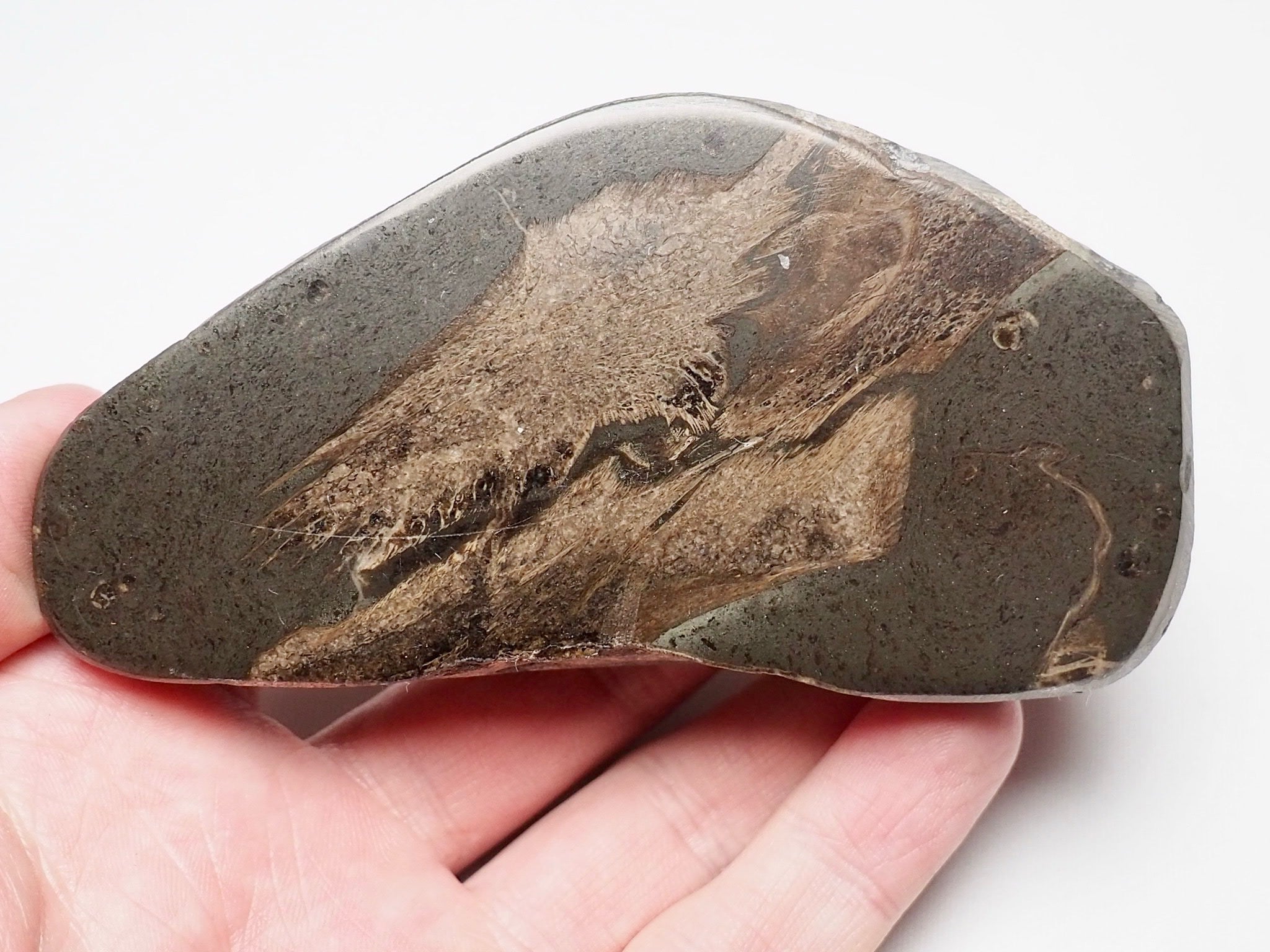 Polished Jurassic Fish Bone Gyrosteus Whitby – BuyAFossil