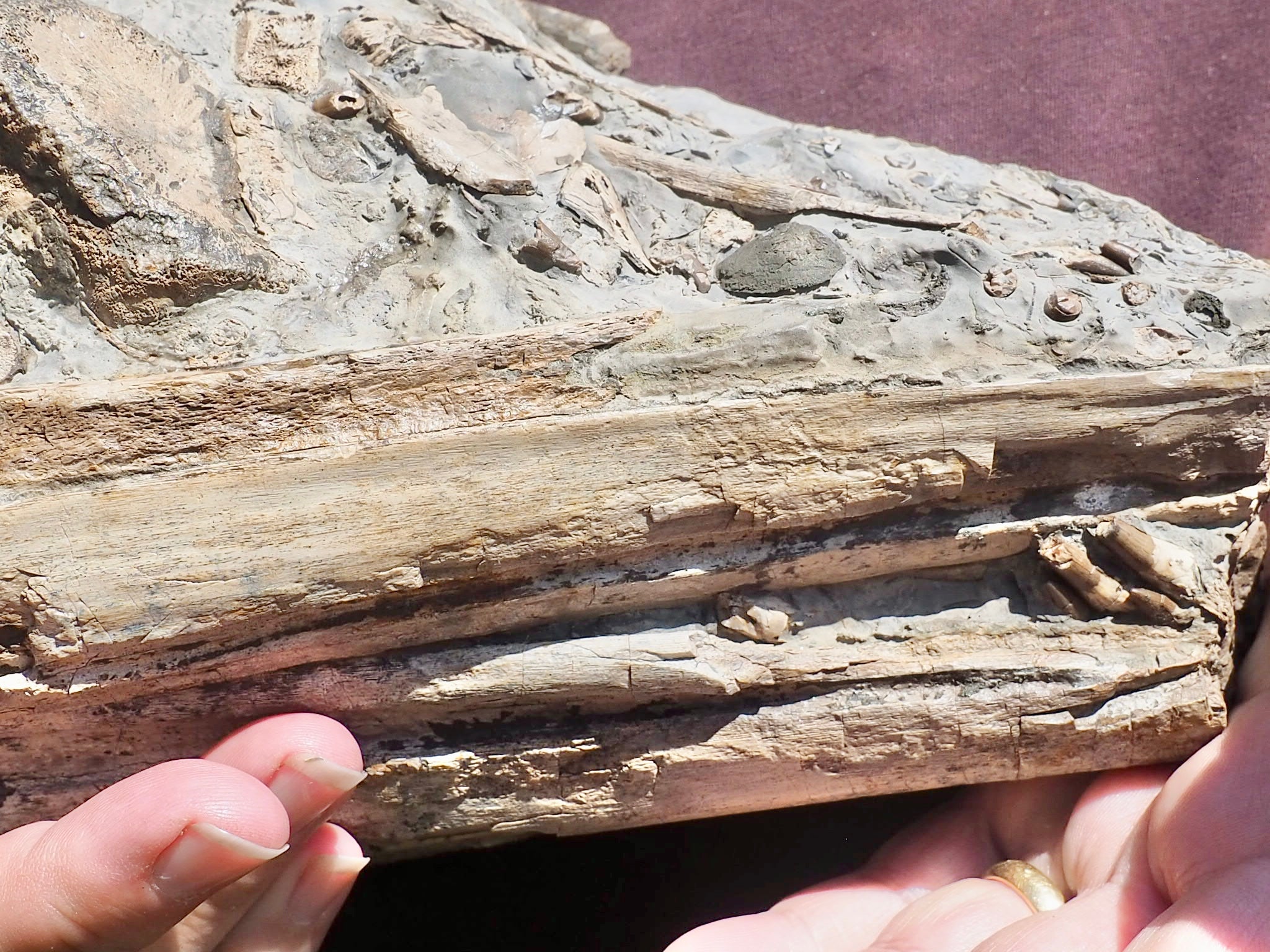Incredible Ichthyosaur Jaw with Teeth – BuyAFossil