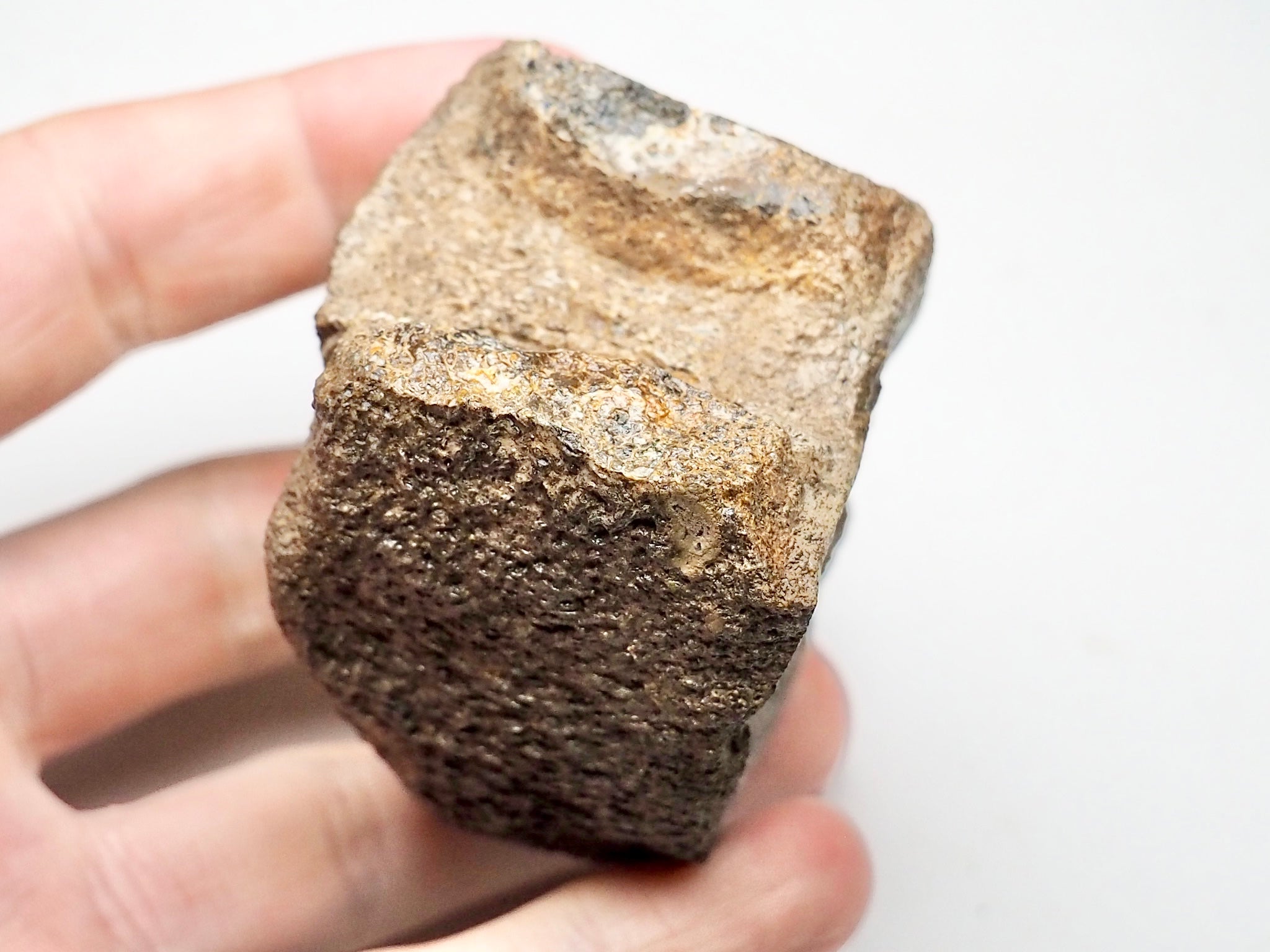 Plesiosaur Vertebra – BuyAFossil