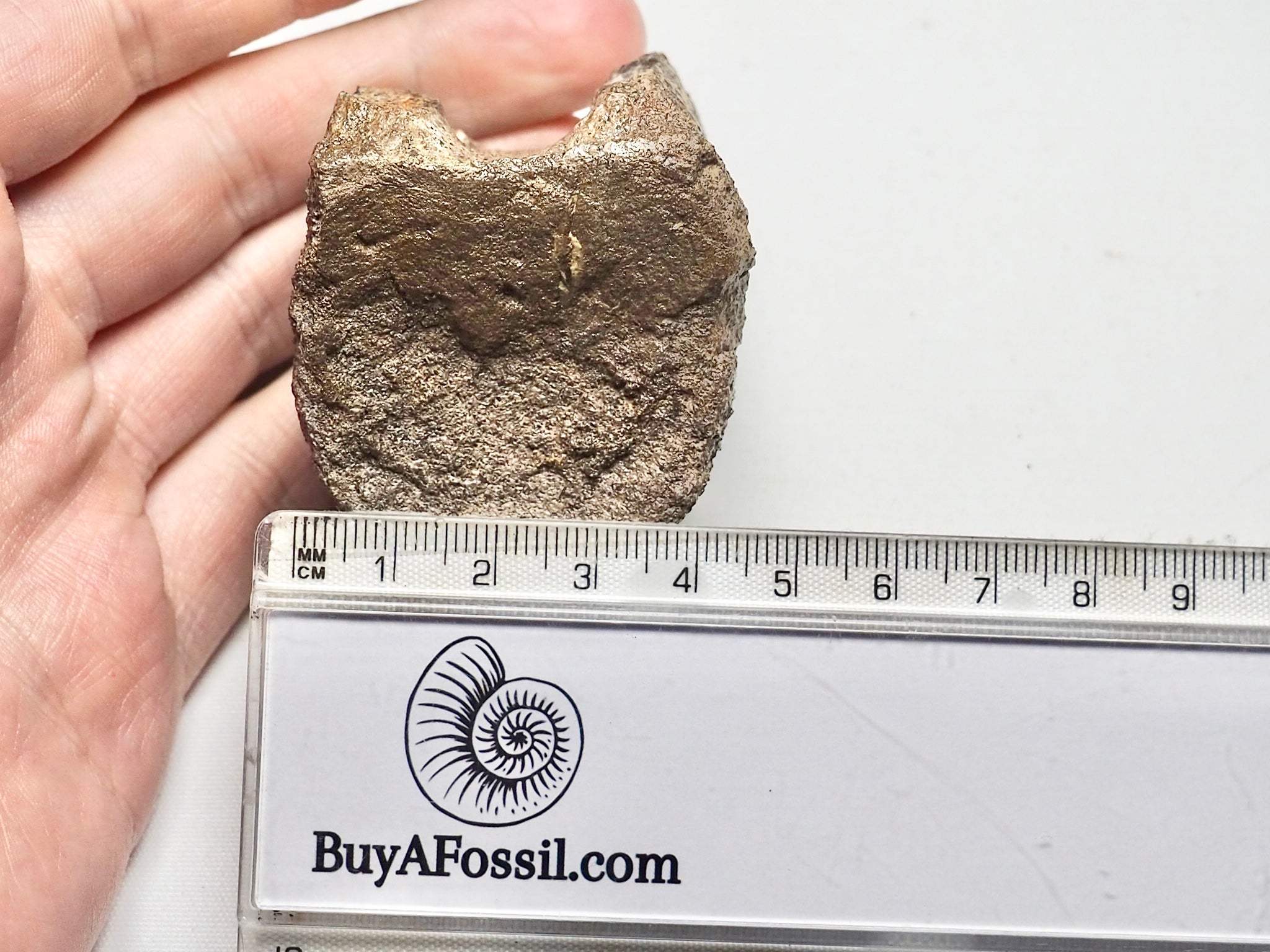 Plesiosaur Vertebra – BuyAFossil