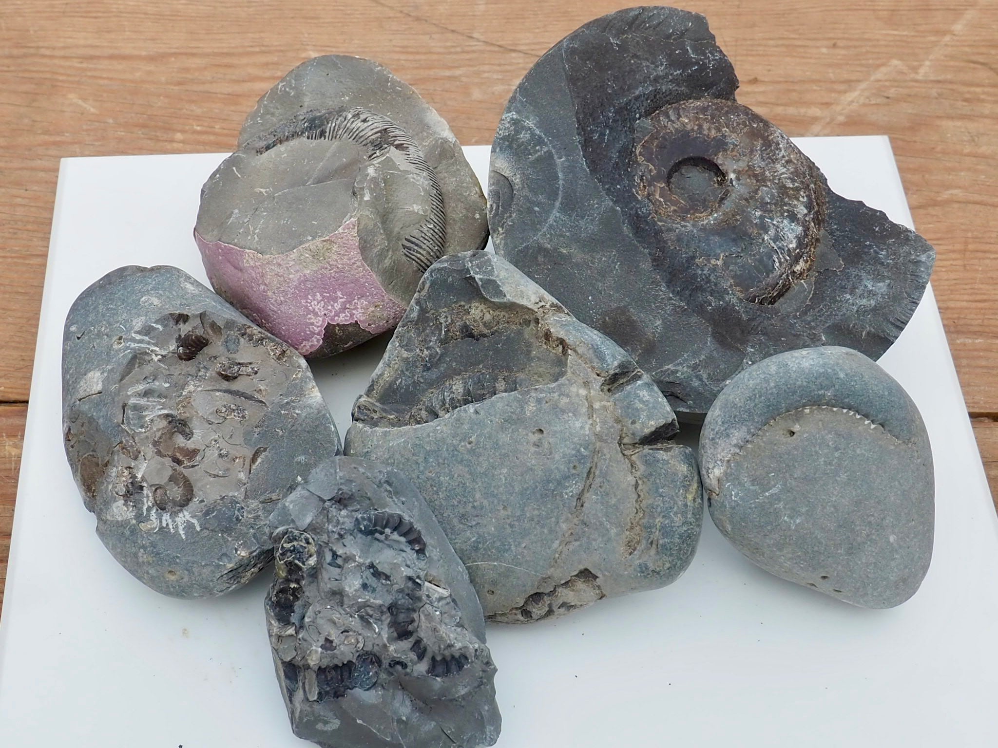 Prepare Your Own Fossils – BuyAFossil