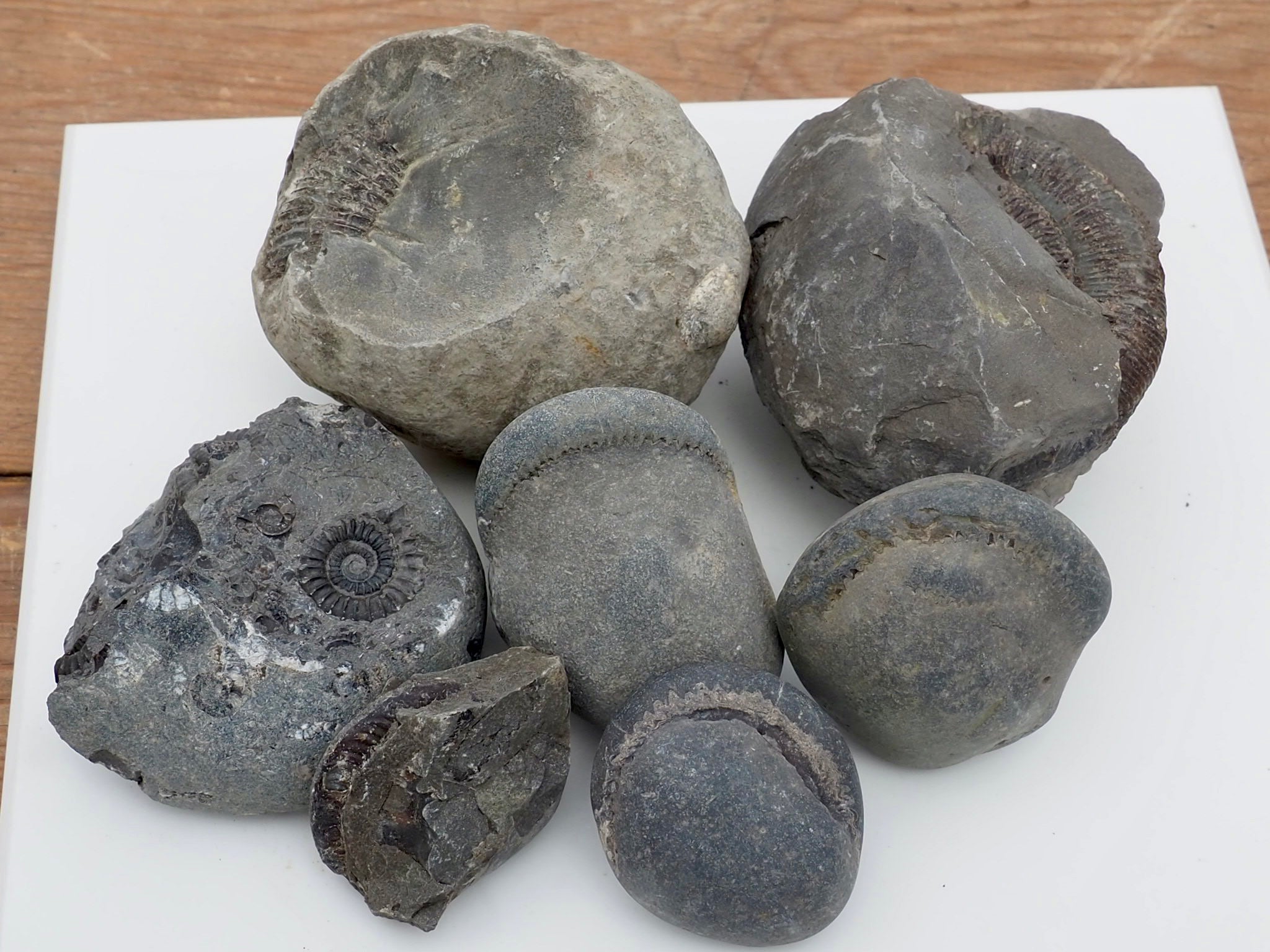 Prepare Your Own Fossils – BuyAFossil