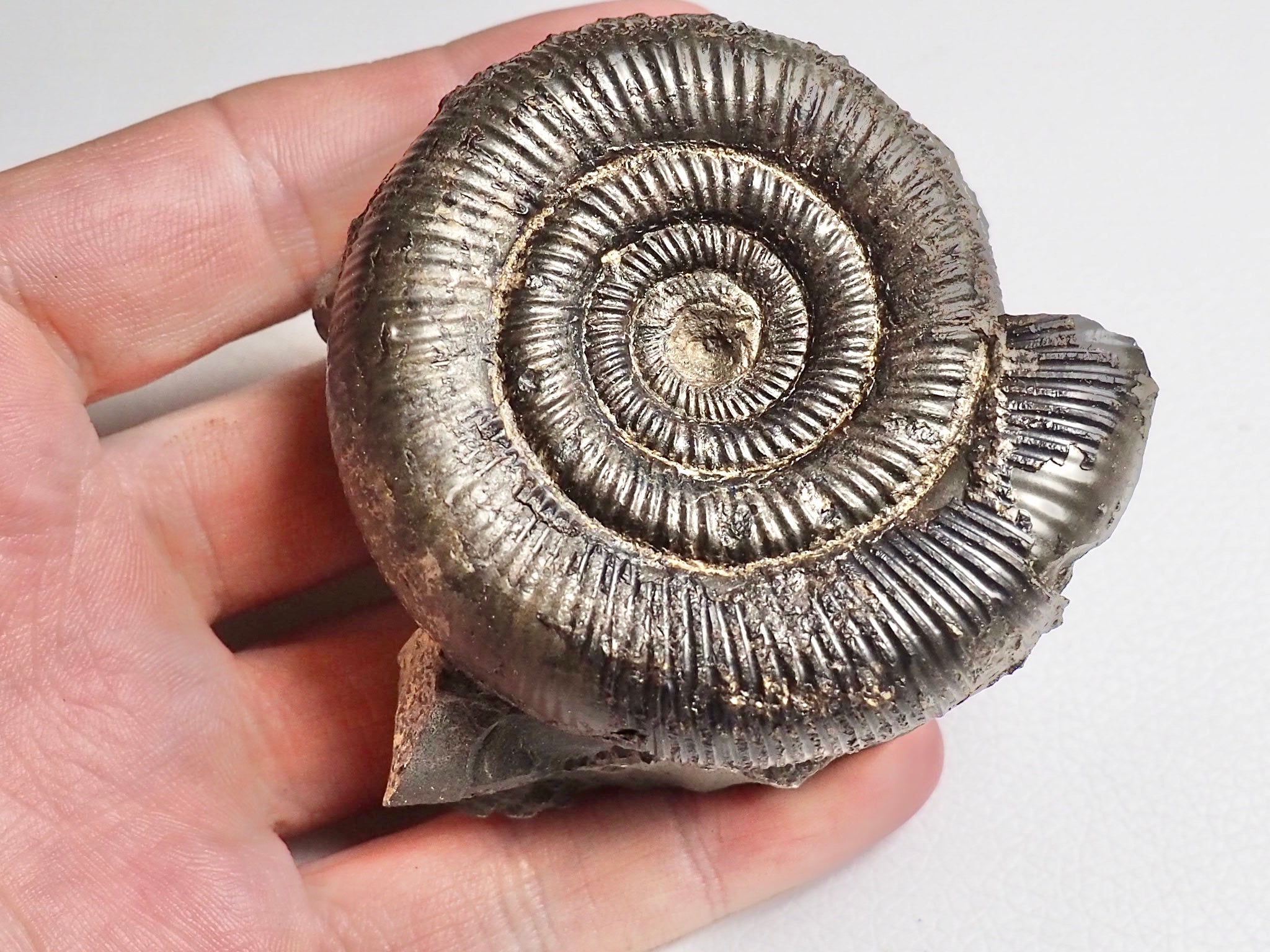 Dactylioceras Tenuicostatum – BuyAFossil