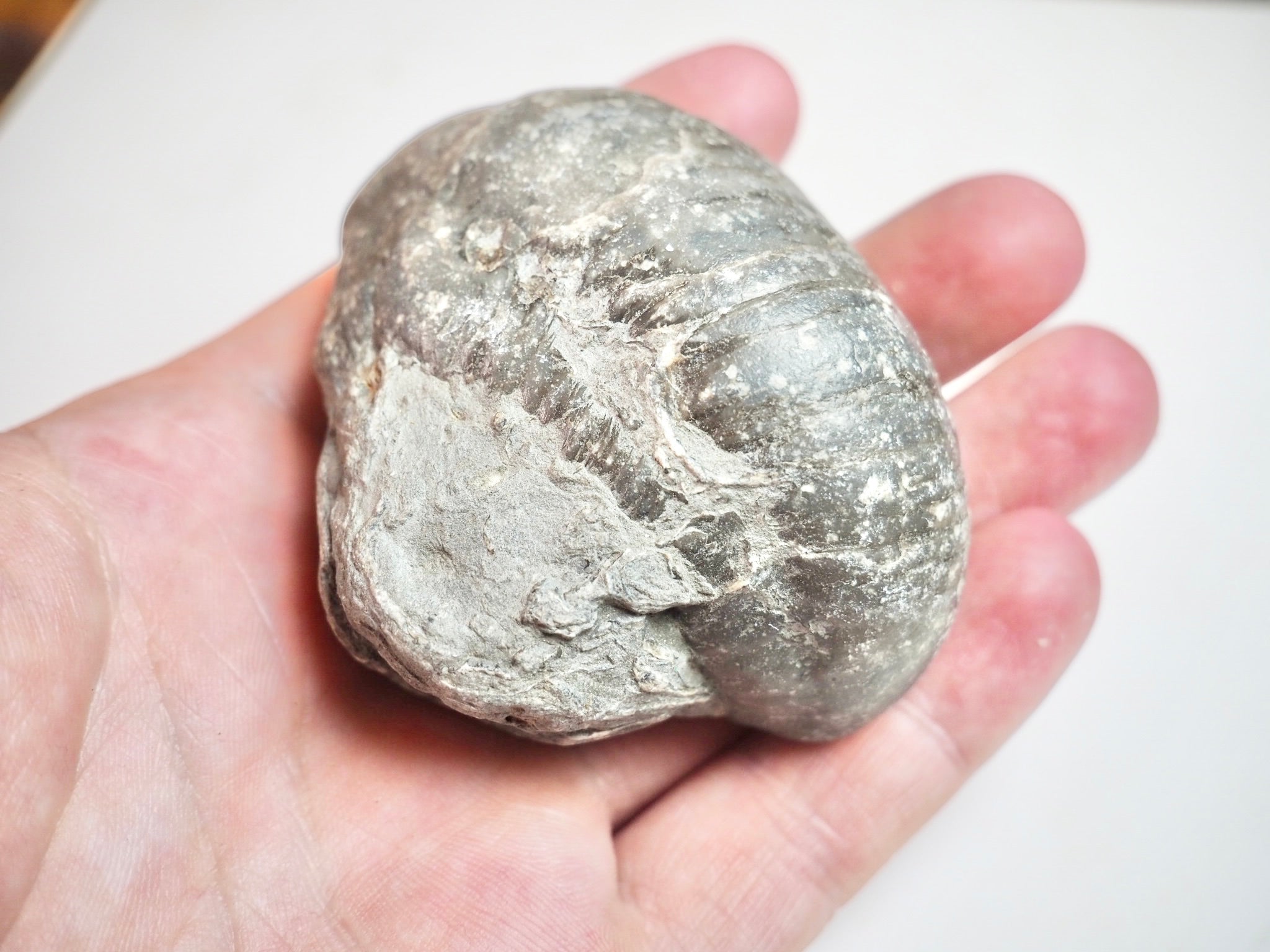 Devils Toenail - Pick N Mix – BuyAFossil