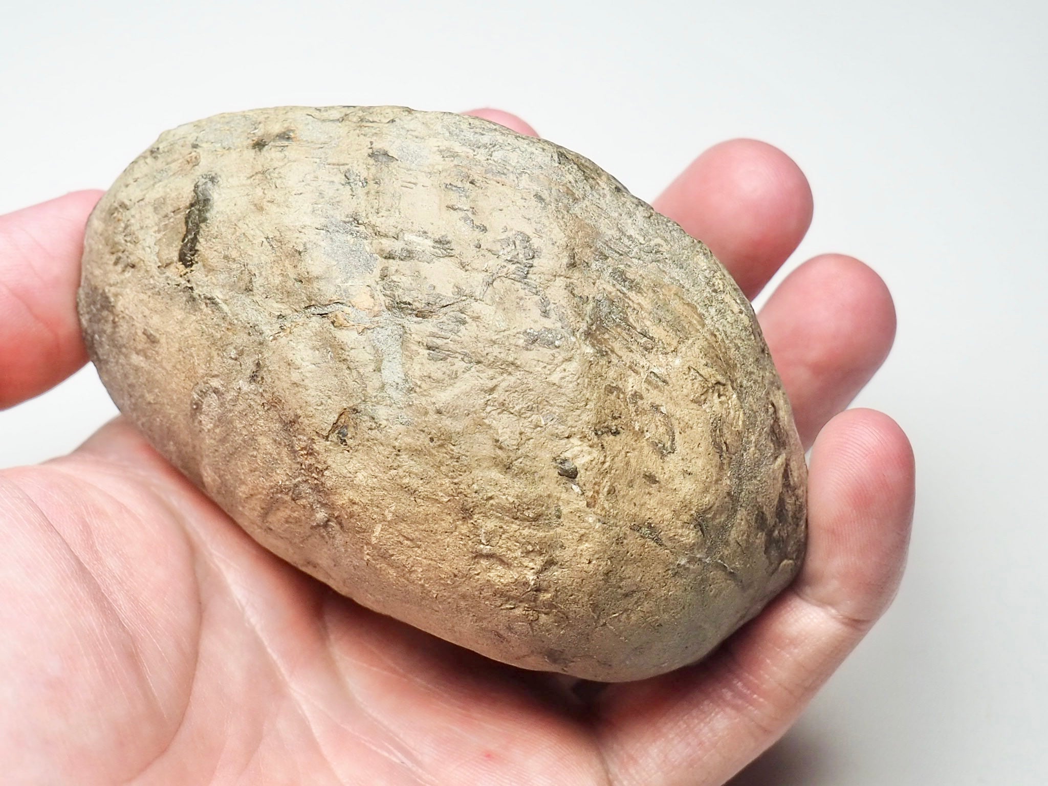 Large Bivalve Shell – BuyAFossil