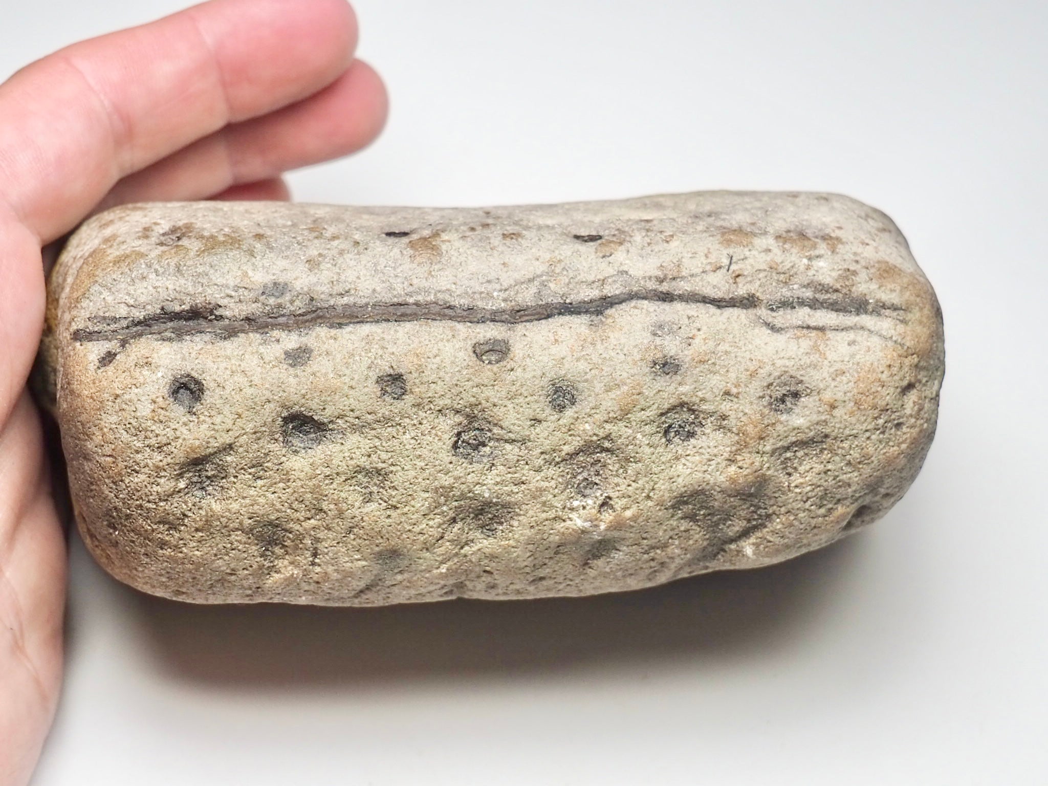 Stigmaria - Swamp tree root system – BuyAFossil