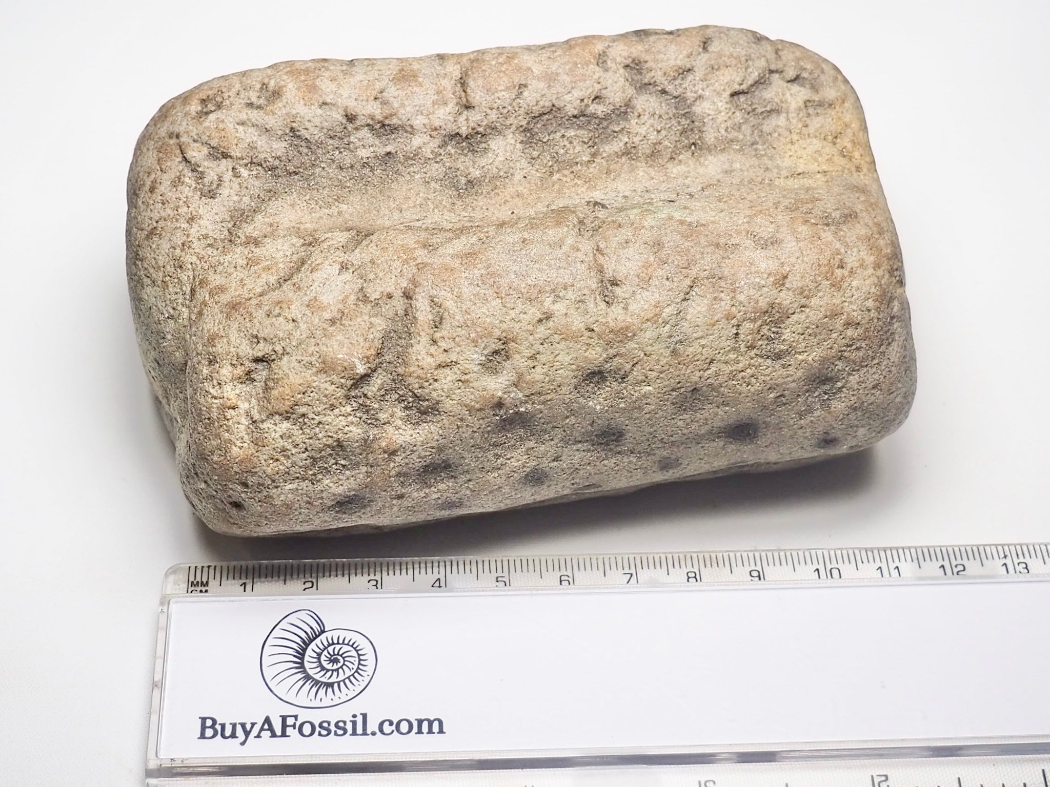 Stigmaria - Swamp tree root system – BuyAFossil
