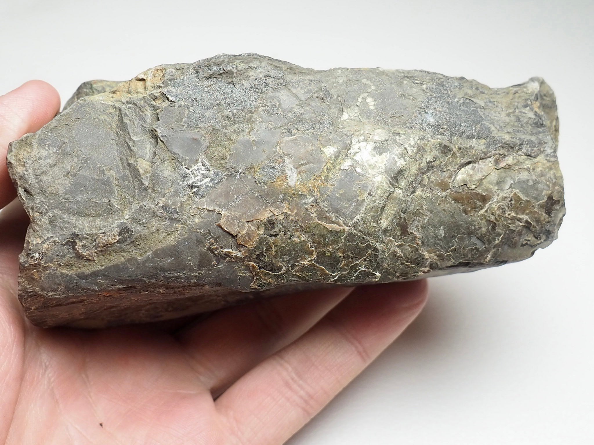 Pyritised Pinna bivalve shell – BuyAFossil