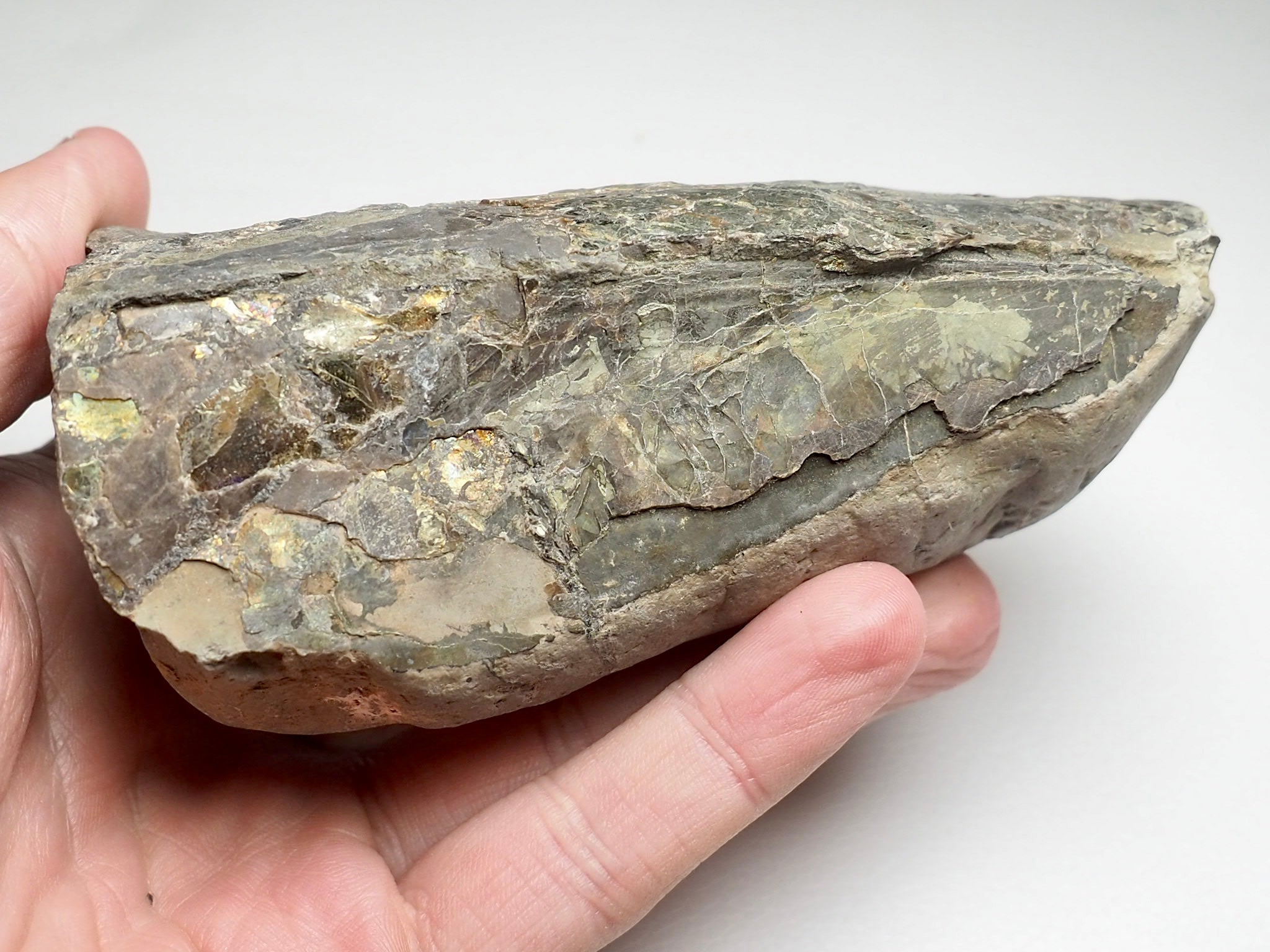 Pyritised Pinna bivalve shell - Pick N Mix – BuyAFossil