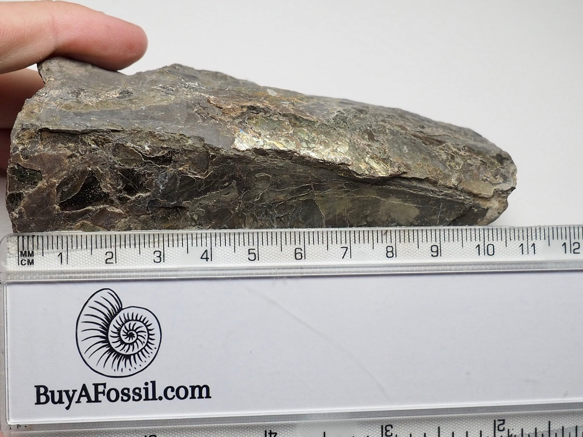 Pyritised Pinna bivalve shell – BuyAFossil