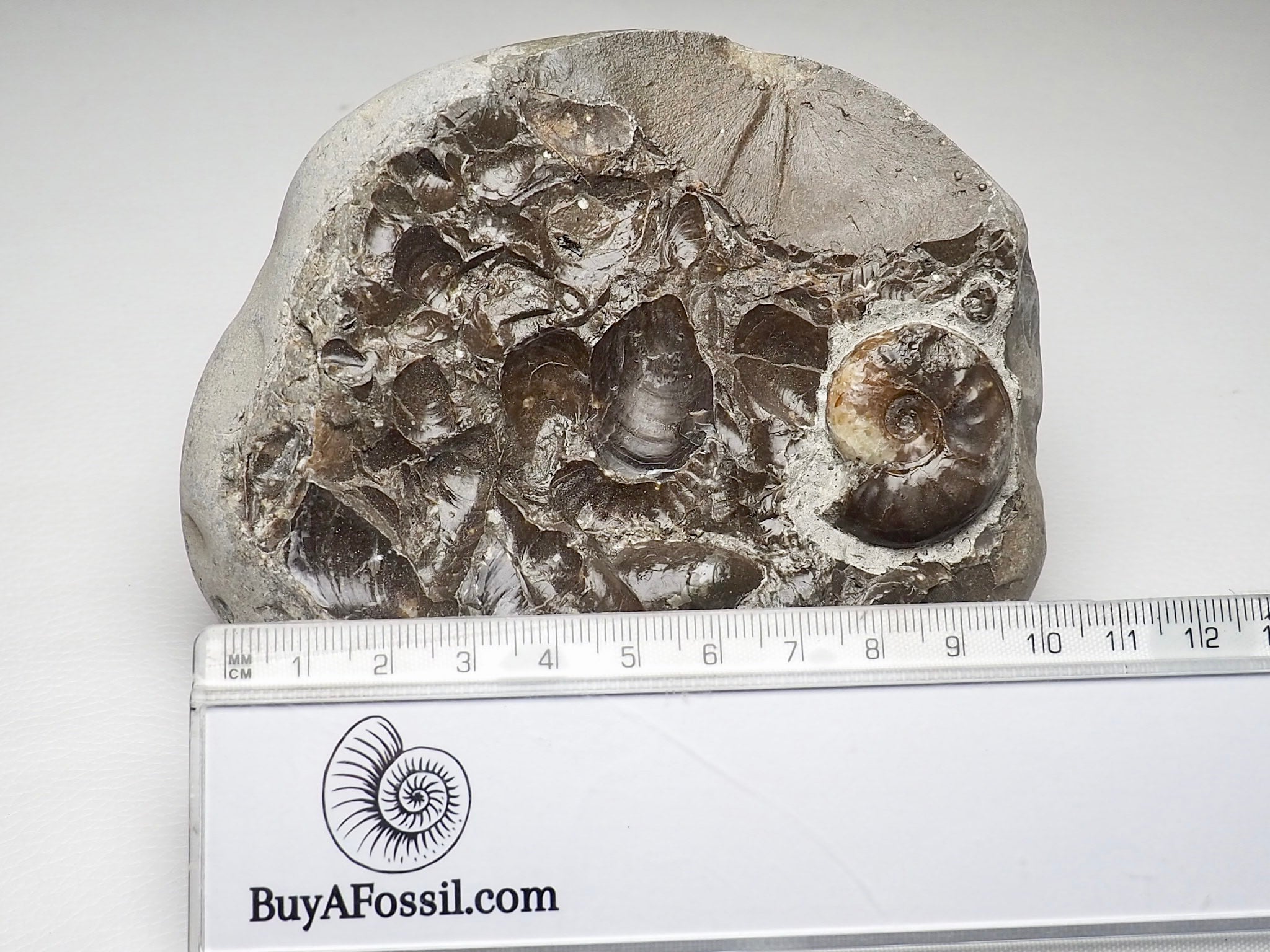 Calcite Eleganticeras Ammonite and Shells – BuyAFossil