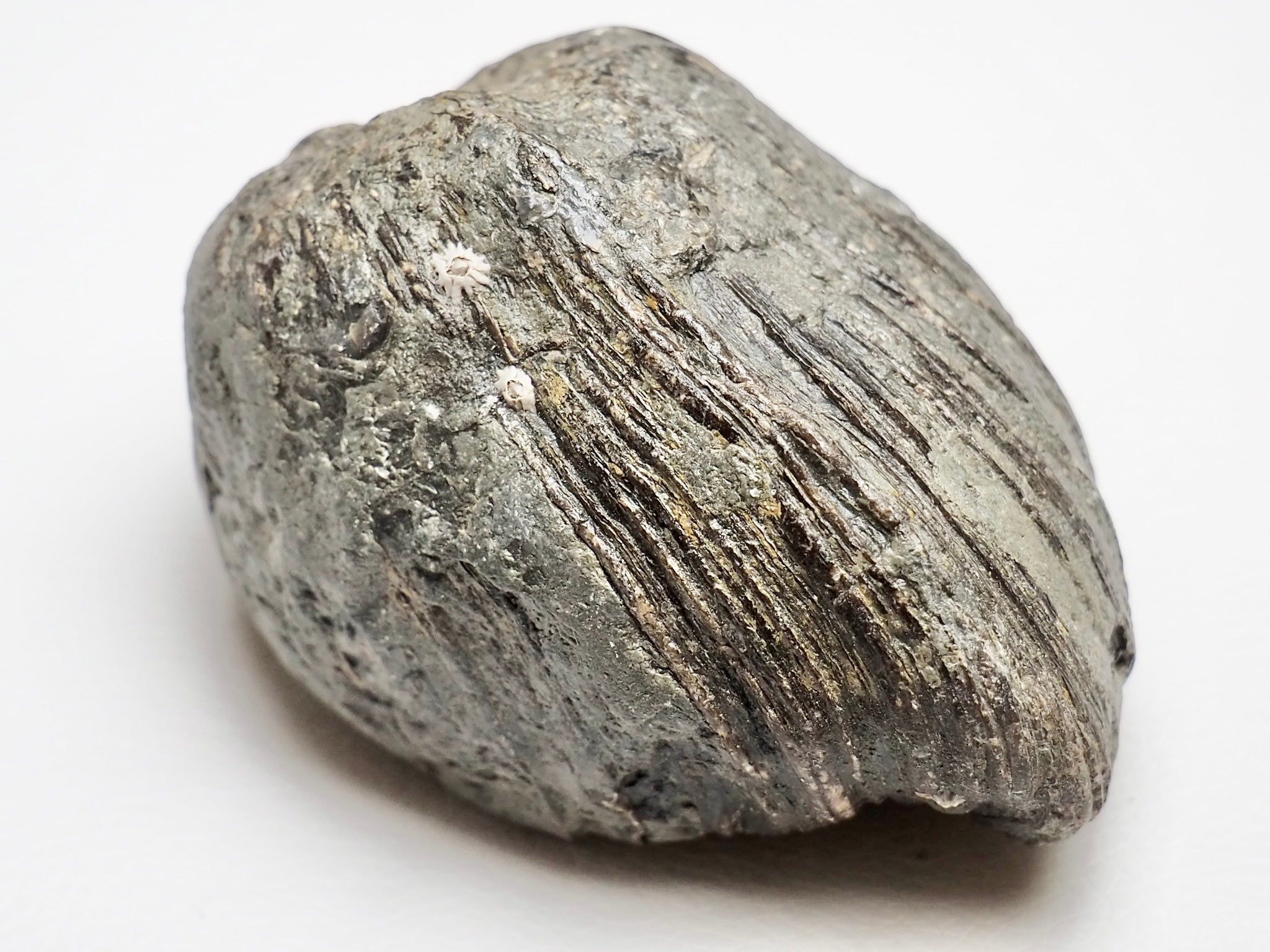 Hippopodium Ponderosum - Large Bivalve Shell – BuyAFossil