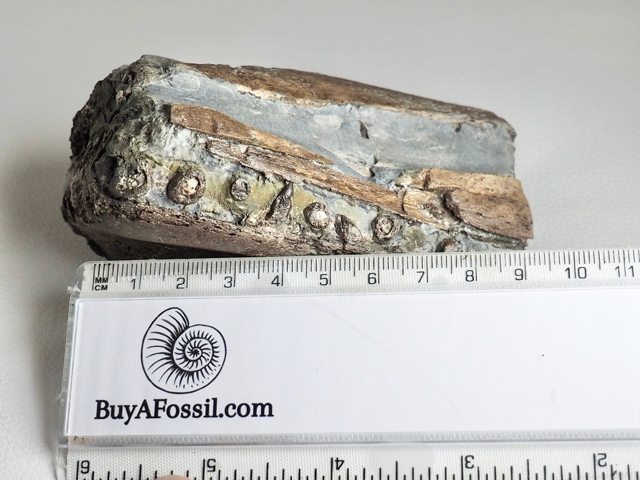 Ichthyosaur Jaw with Teeth – Whitby Yorkshire Coast – Jurassic – BuyAFossil