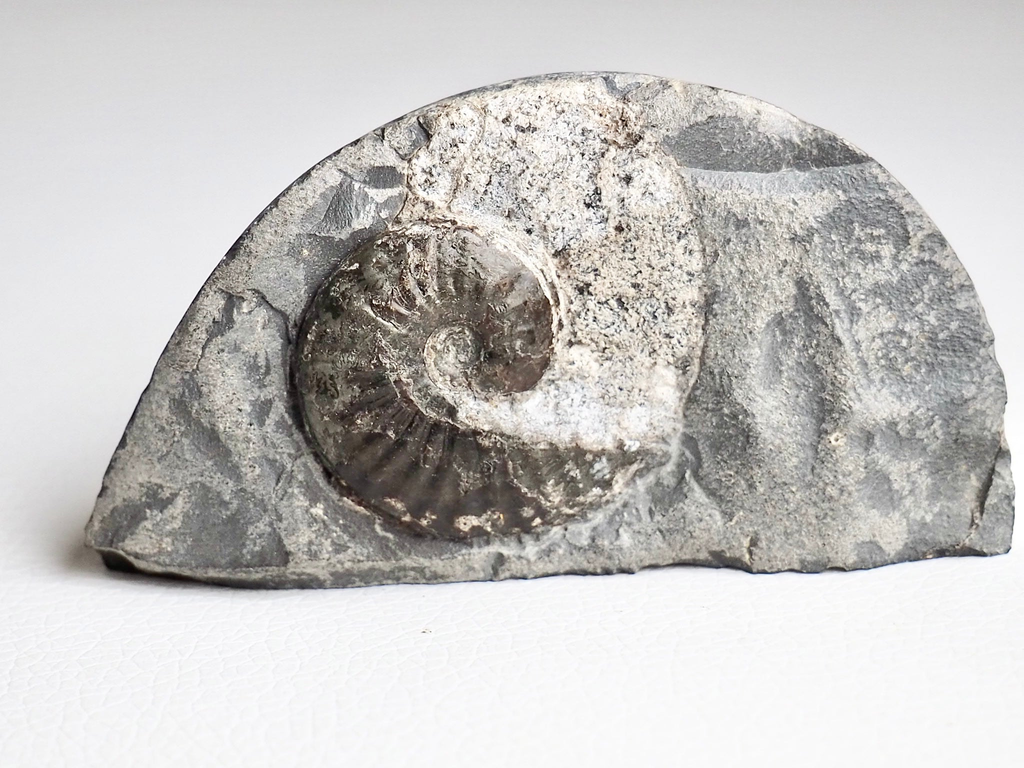 Whitby Ammonite Fossil Cutbase – BuyAFossil