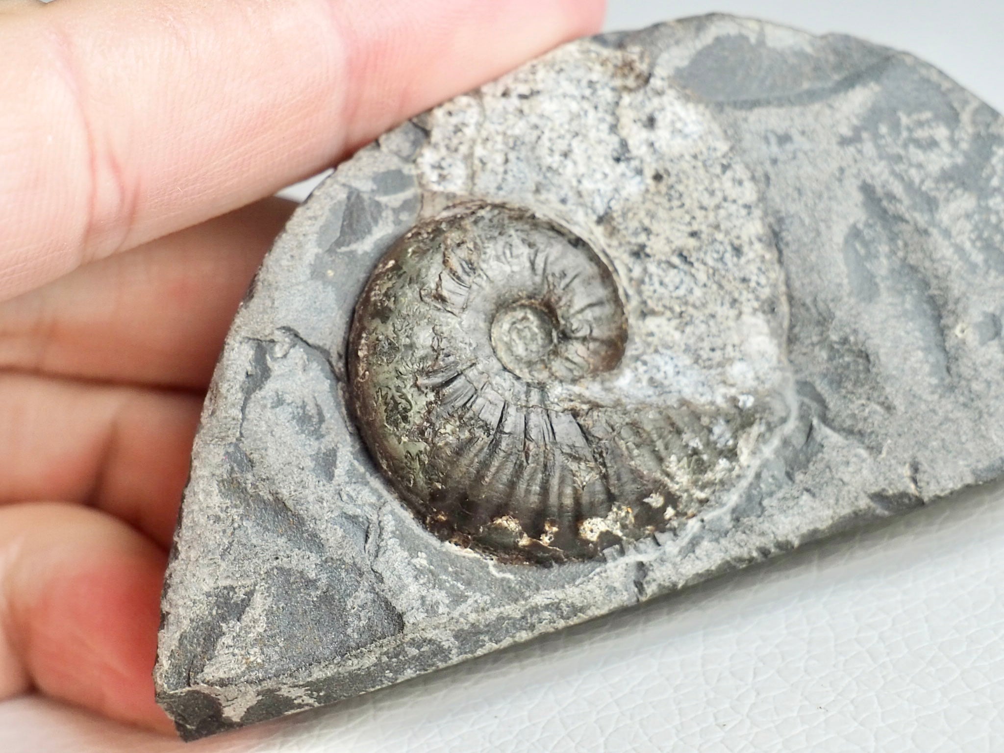 Whitby Ammonite Fossil Cutbase – BuyAFossil